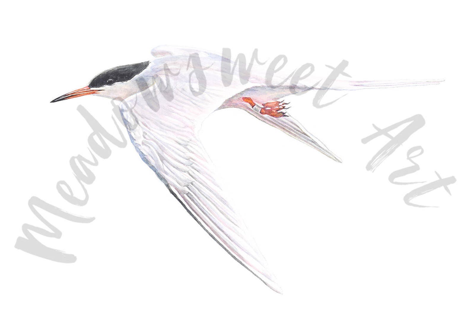 Tern Watercolor Print, Fine Art, Roseate Tern, Canadian Seabird ...