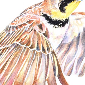 Horned Lark, Fine Art, Watercolor, Giclee Print, Museum Quality, Bird ...