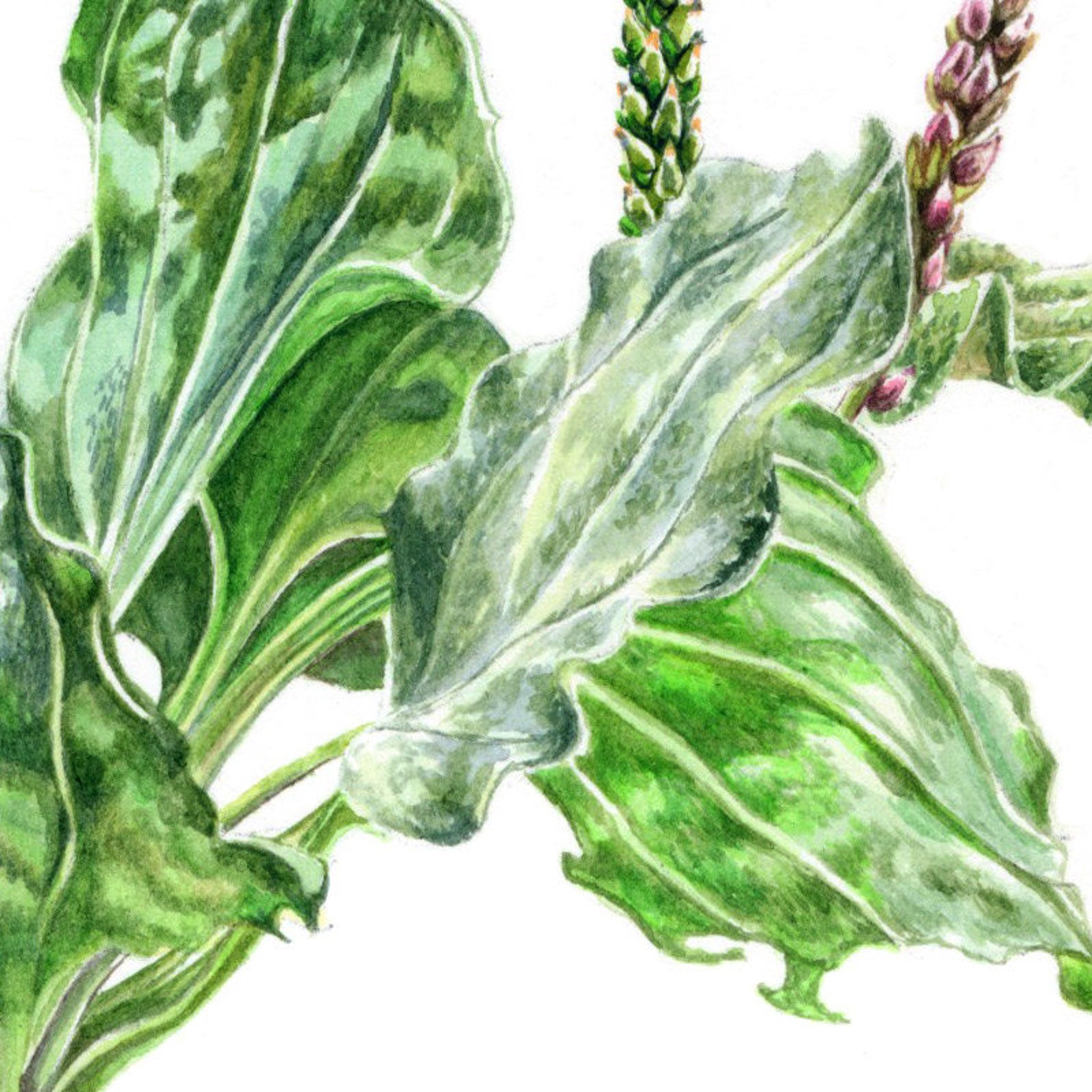 Plantain Botanical Illustration, Fine Art Watercolor Print, Common Weed ...