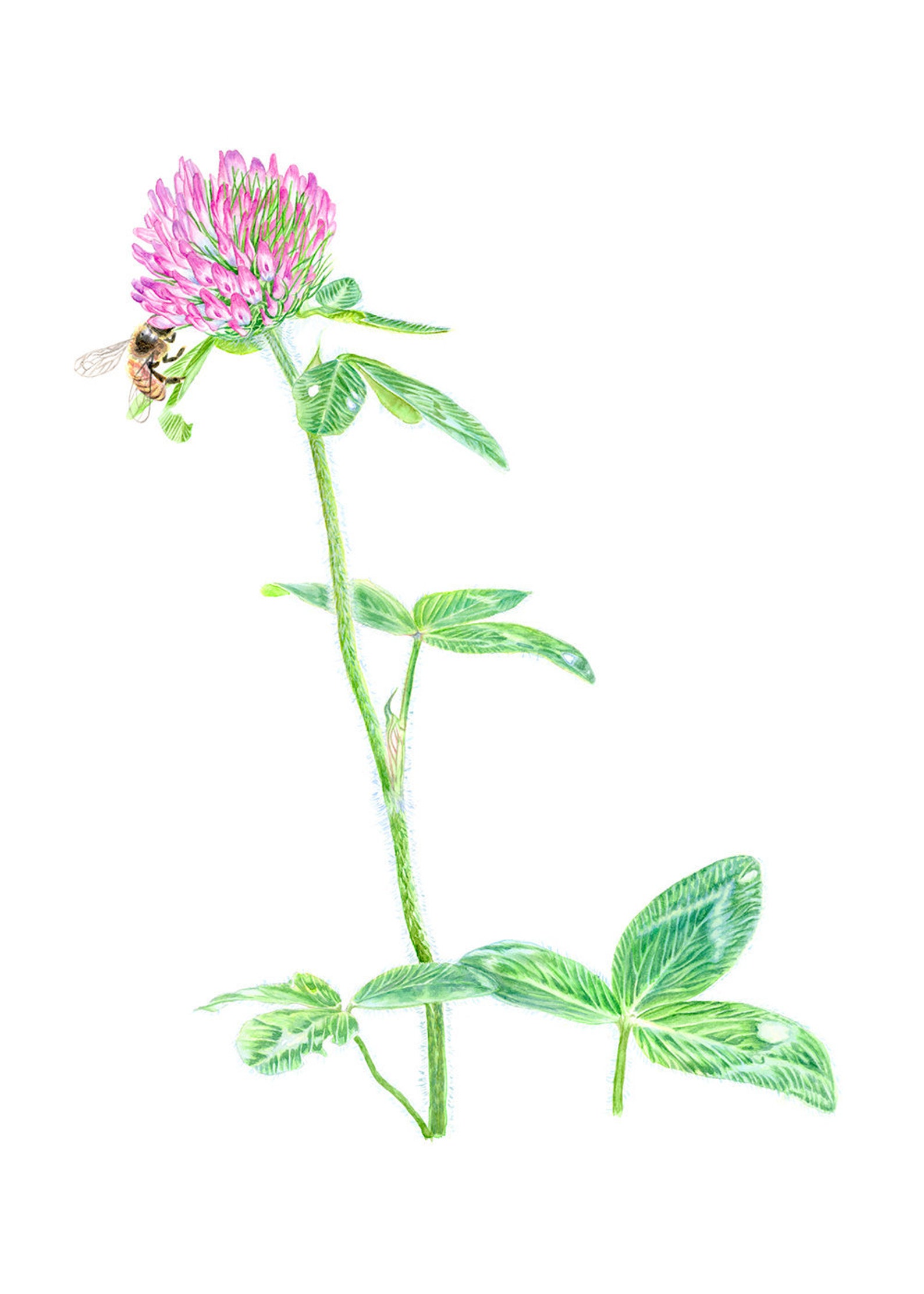 Red Clover Watercolor Print, Botanical Illustration, Fine Art Print ...