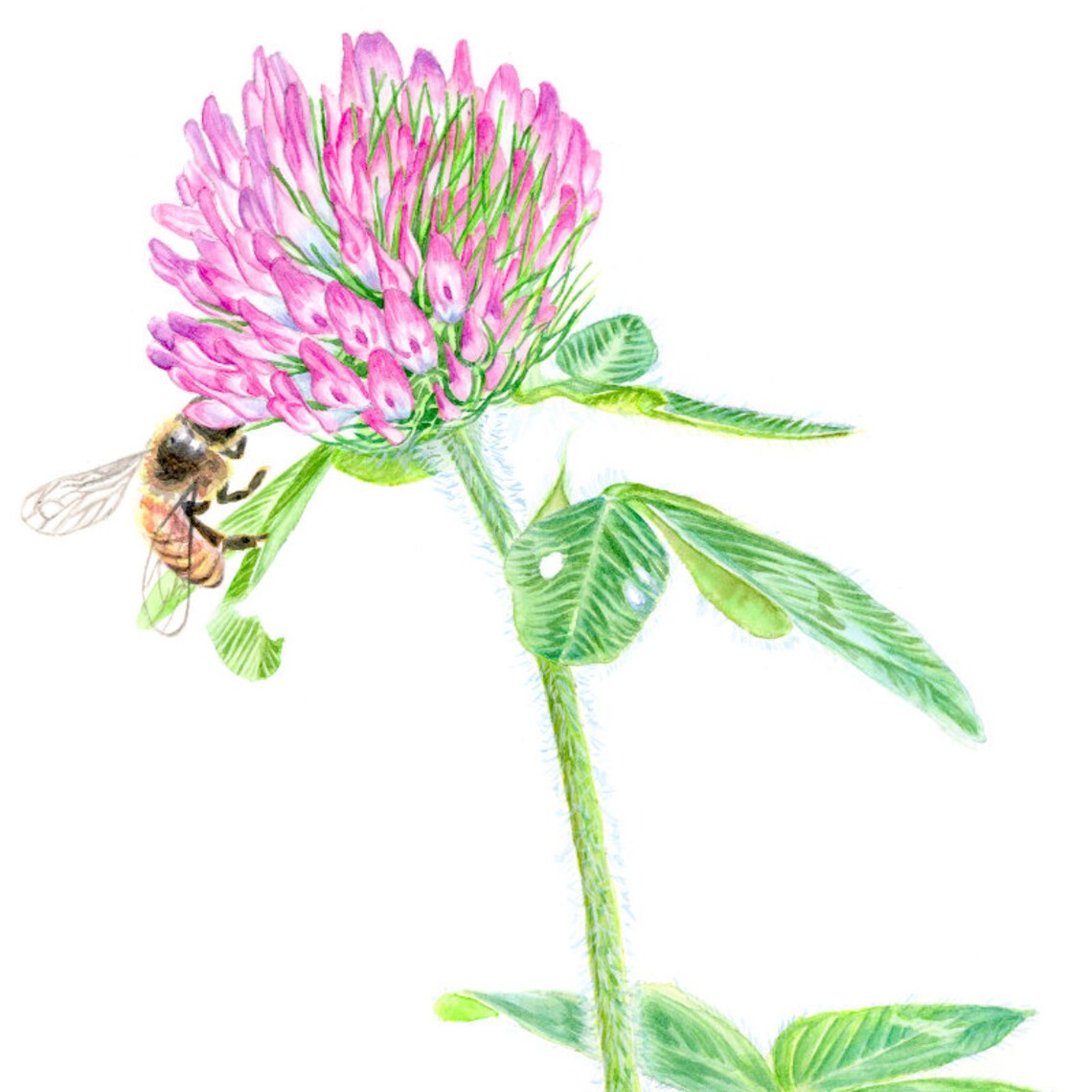 Red Clover Watercolor Print, Botanical Illustration, Fine Art Print ...