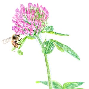Red Clover Watercolor Print, Botanical Illustration, Fine Art Print ...