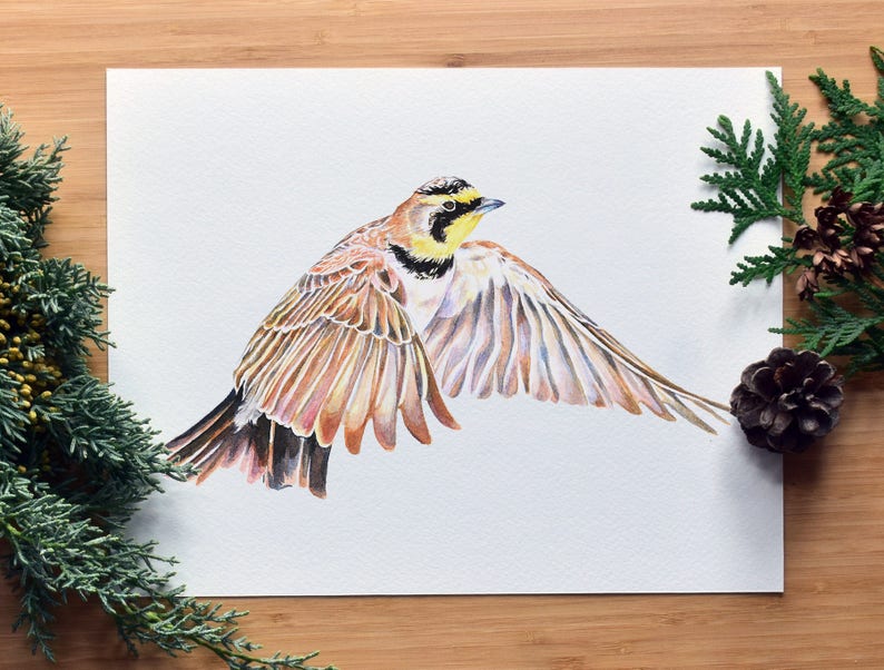 Horned Lark, Fine Art, Watercolor, Giclee Print, Museum Quality, Bird ...