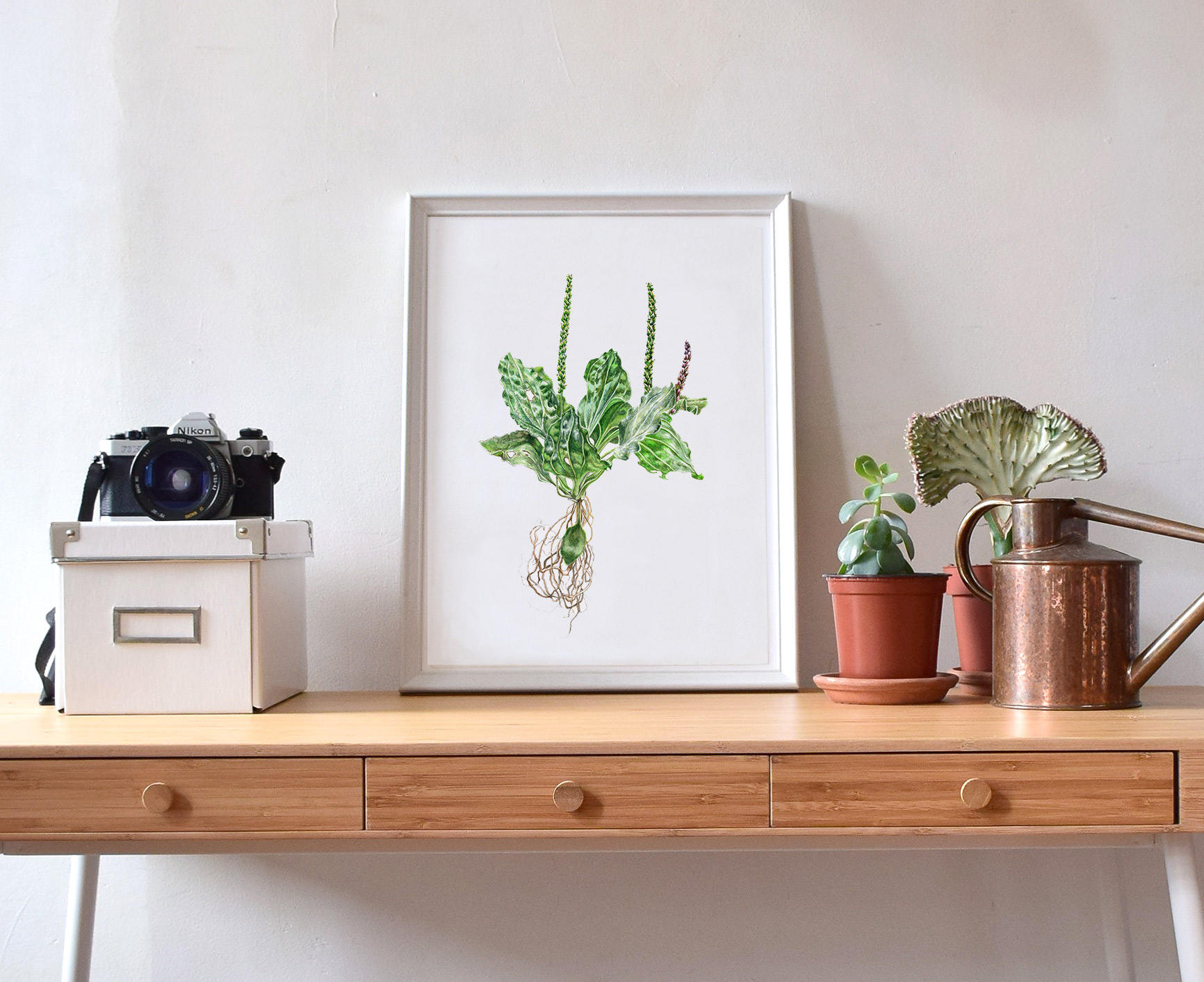 Plantain Botanical Illustration, Fine Art Watercolor Print, Common Weed ...