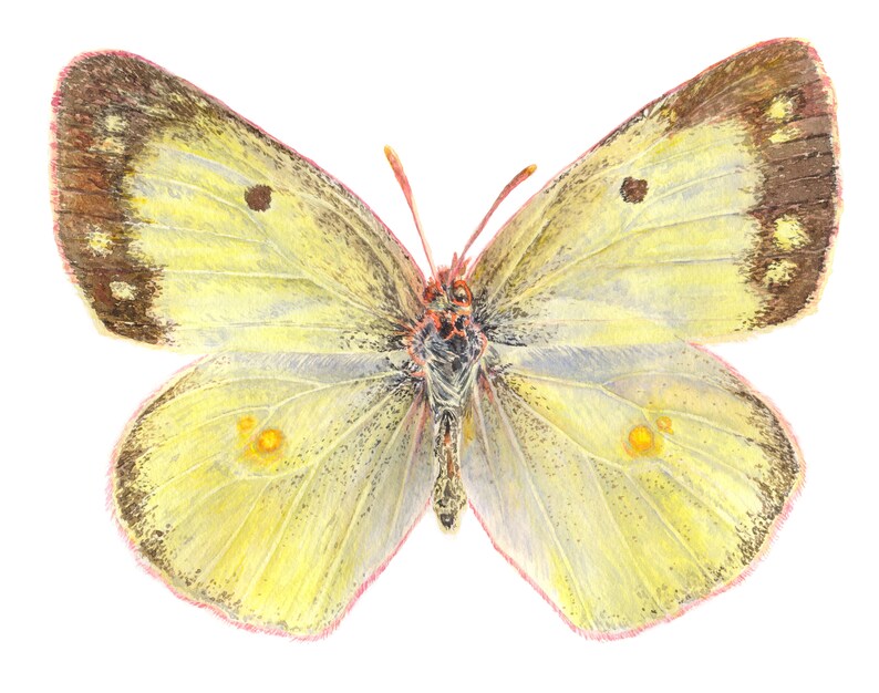 Original Watercolour Yellow Butterfly Painting - Etsy