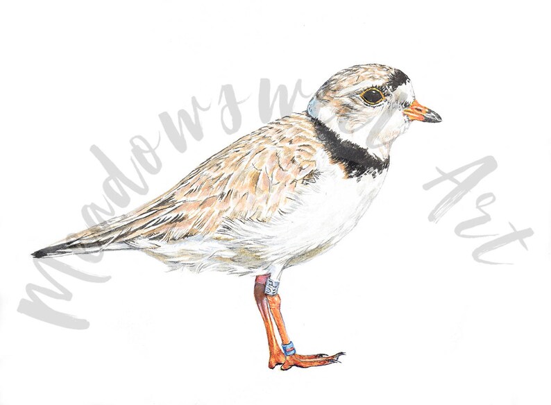 Piping Plover, Watercolor Fine Art Print, Canadian Shorebird ...