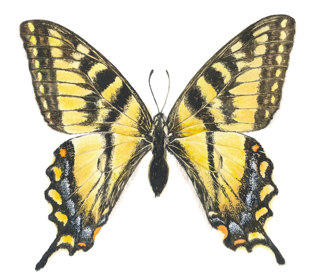 Yellow Swallowtail Butterfly Watercolor Print, Butterfly Painting, Fine ...