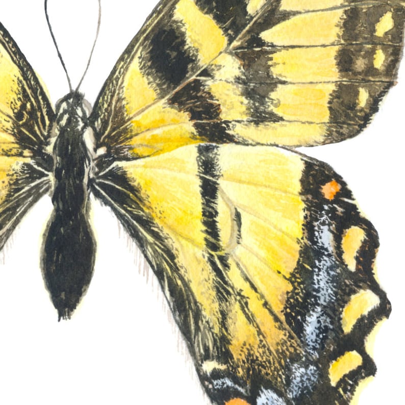 Yellow Swallowtail Butterfly Watercolor Print, Butterfly Painting, Fine ...