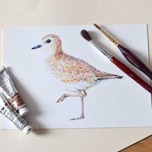 Watercolor Plover Art - Etsy