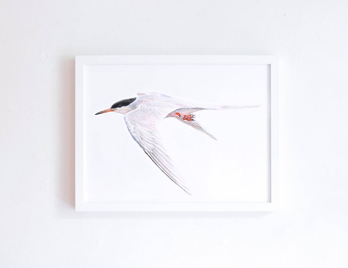 Tern Watercolor Print, Fine Art, Roseate Tern, Canadian Seabird ...