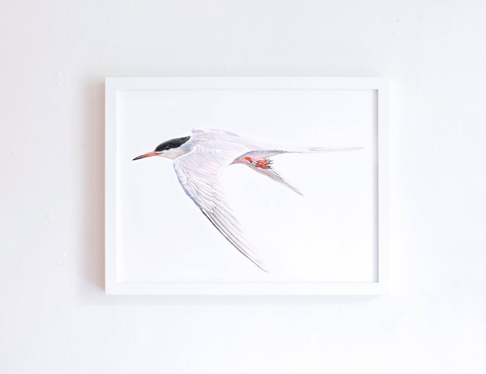 Tern Watercolor Print, Fine Art, Roseate Tern, Canadian Seabird ...