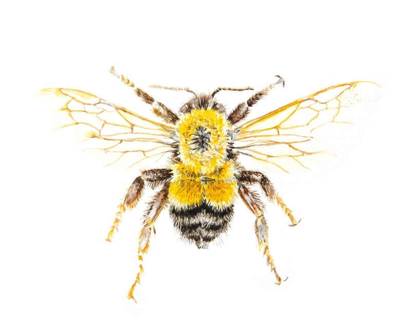 Rusty Patched Bumble Bee - Etsy