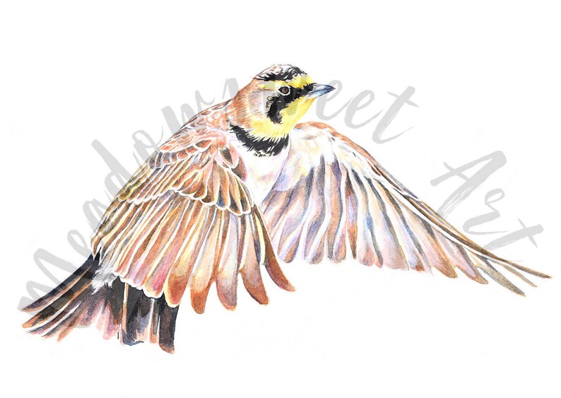 Horned Lark, Fine Art, Watercolor, Giclee Print, Museum Quality, Bird ...