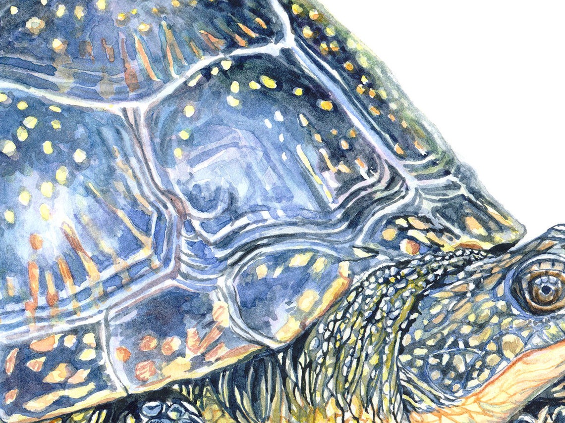 Realistic Turtle Painting, Blanding's Turtle Fine Art Watercolor Print ...