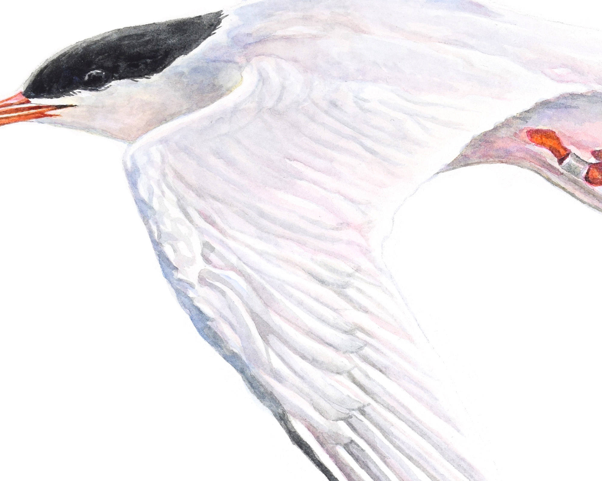 Tern Watercolor Print, Fine Art, Roseate Tern, Canadian Seabird ...