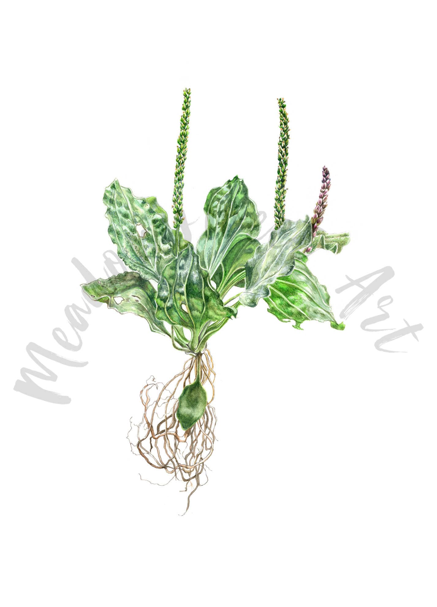 Plantain Botanical Illustration, Fine Art Watercolor Print, Common Weed ...
