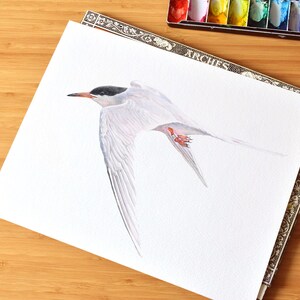 Tern Watercolor Print, Fine Art, Roseate Tern, Canadian Seabird ...
