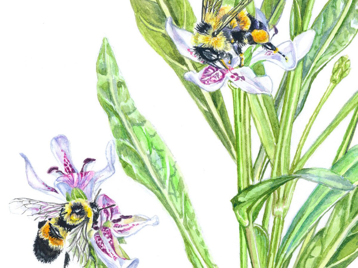 Botanical Watercolor Print, Museum Quality, Bumble Bee, Blanding's ...