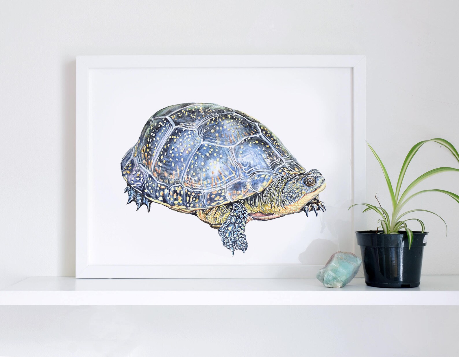 Realistic Turtle Painting, Blanding's Turtle Fine Art Watercolor Print ...