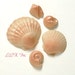 Pearlized Chocolate Seashells 1 Lb, Approx 43 Pcs. Cake Decoration ...