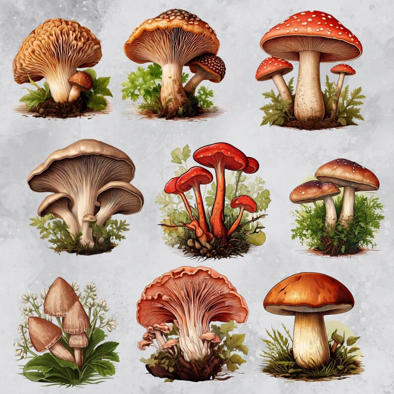 Watercolor Mushroom Clip Art Set, Mushrooms Illustrations, Botanical ...