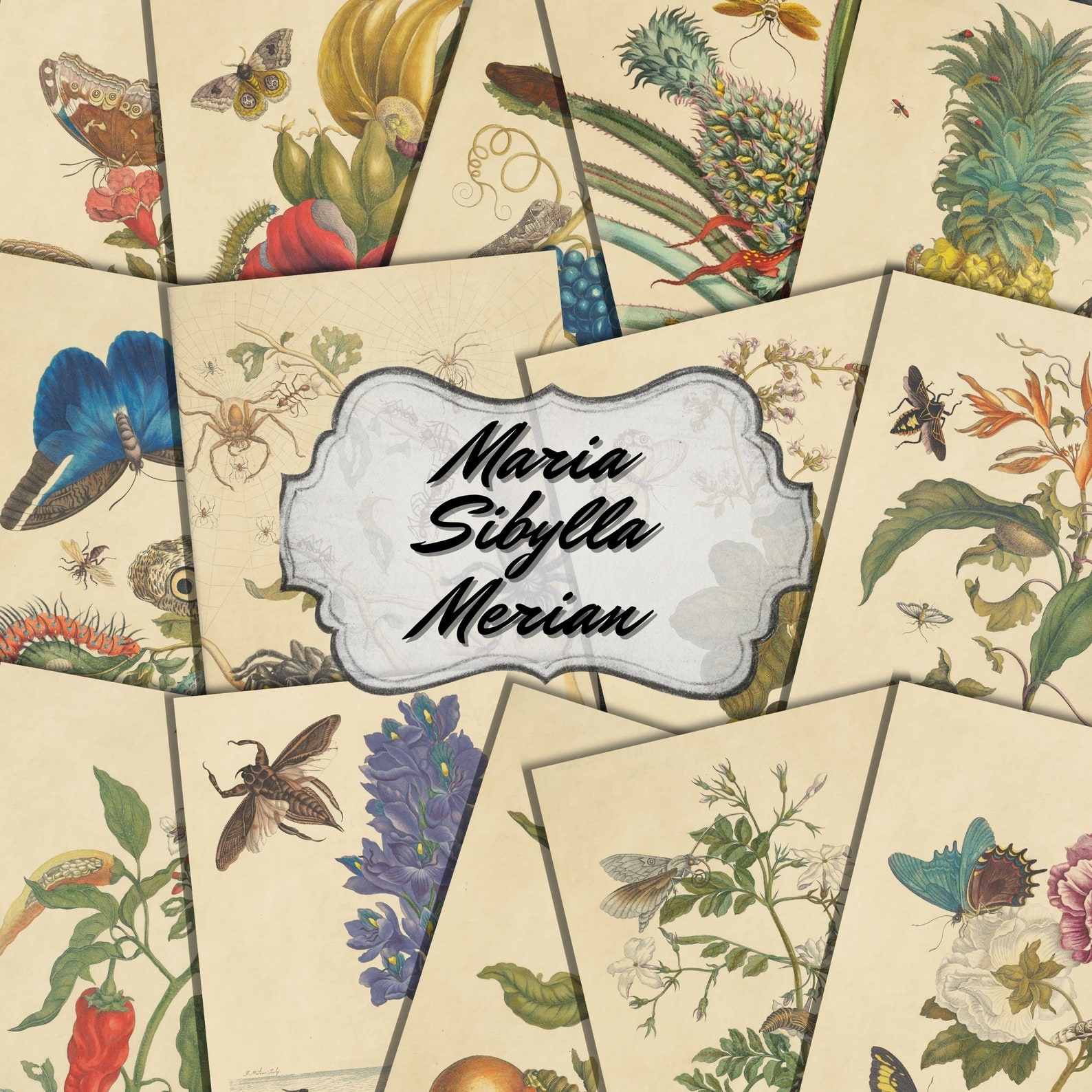 Maria Sibylla Merian Vintage Botanical Illustrations Printable
