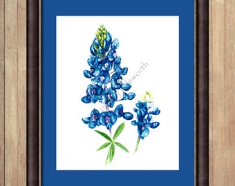 Bluebonnet Illustration / Printable / Art / Digital Download / Color ...