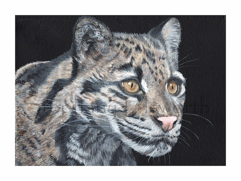 Clouded Leopard Portrait 8 X 6 Inch Giclee Fine Art Print - Etsy