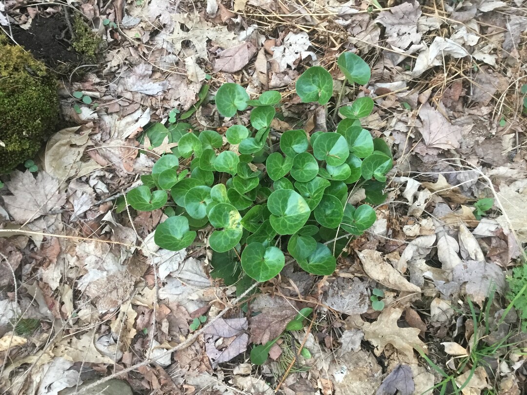 Wild Ginger 3 Bare Root Plants - Etsy