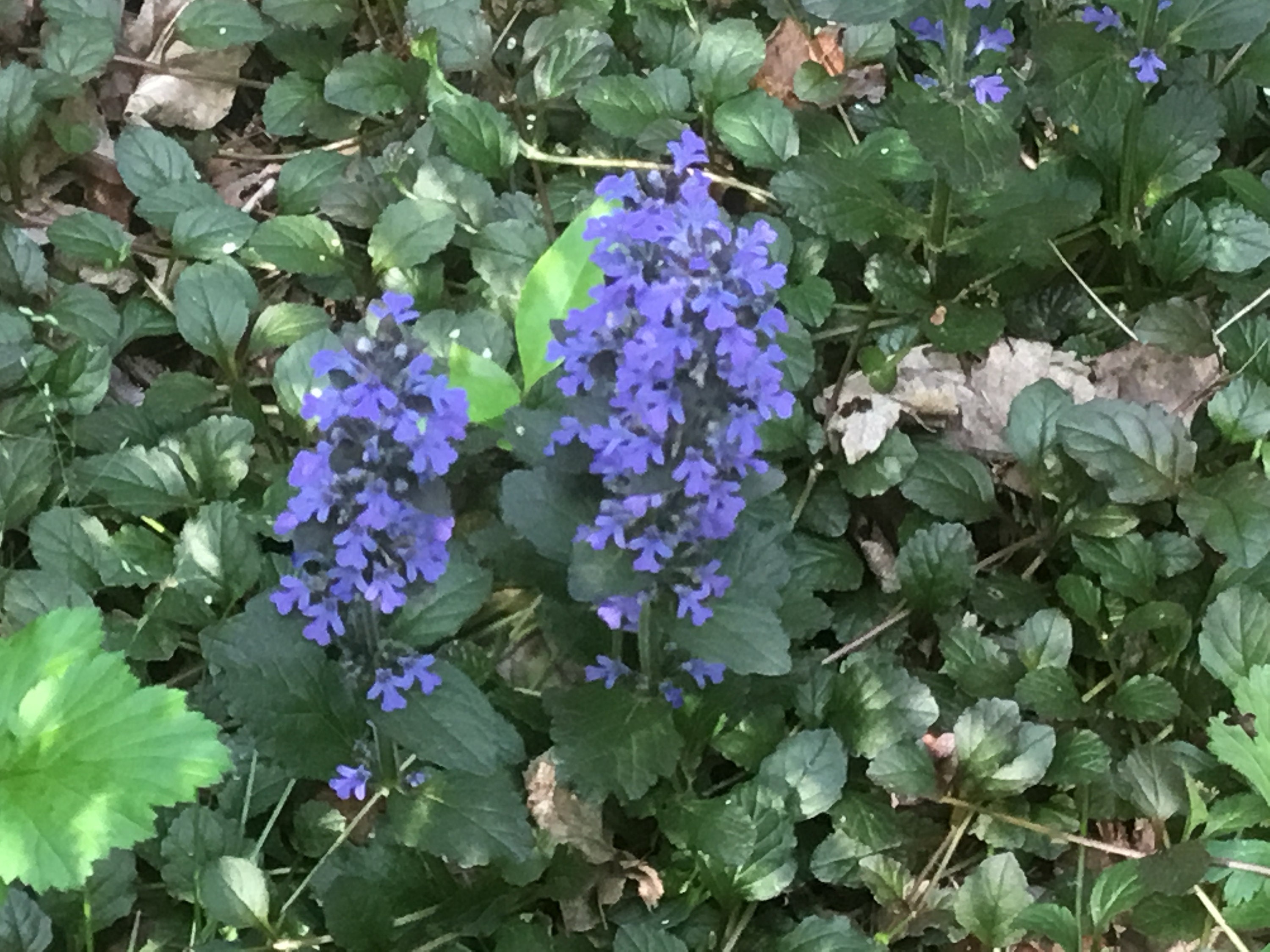 Ajuga Variegated Green Leaves. Great Perennial Ground Cover. Bareroot ...
