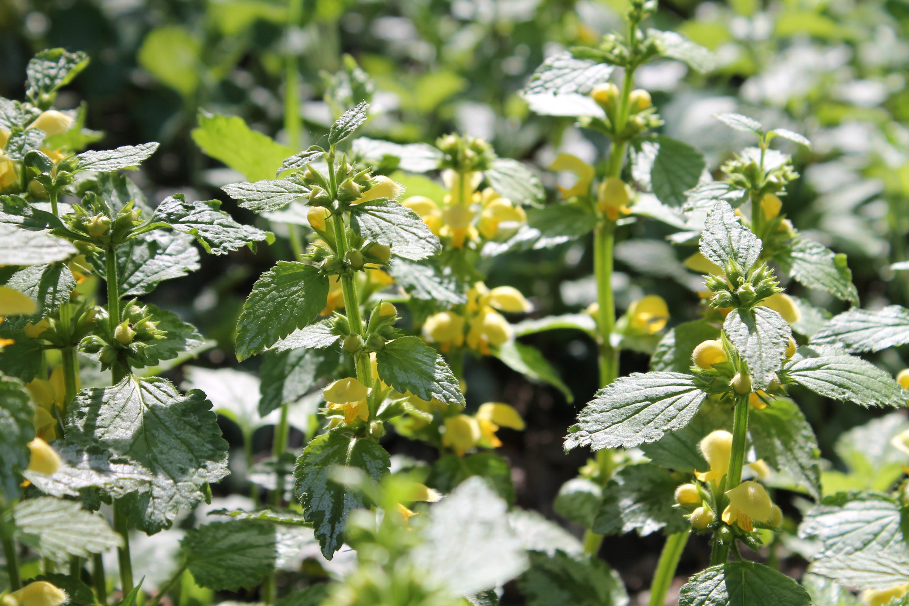 Stinging Nettle Yellow Flower