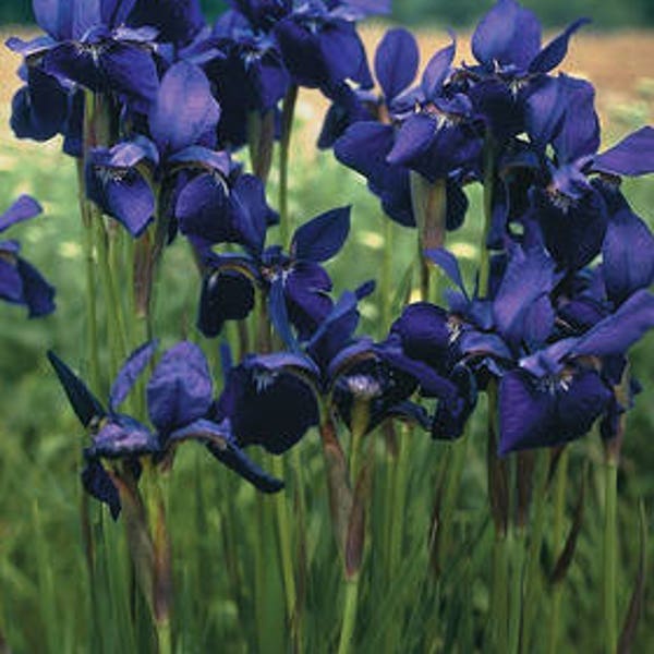 Water Iris - Etsy