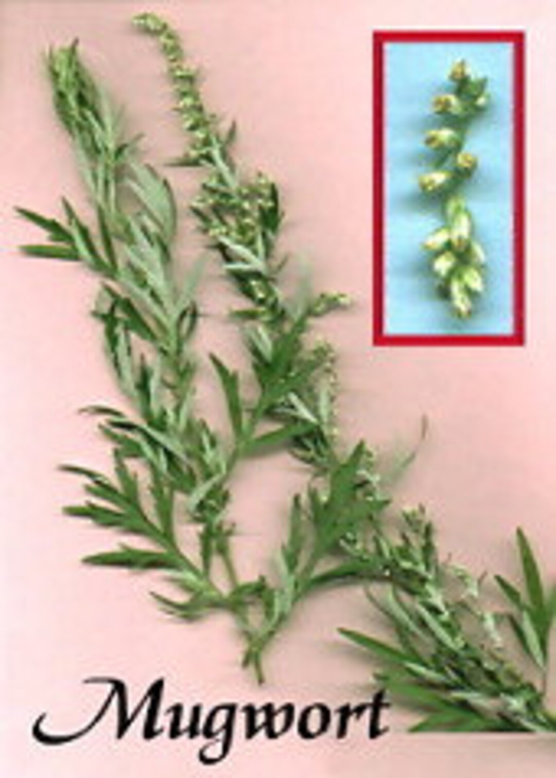3 Huge Mugwort / Grow Your Own Fresh Mugwort Plant / Used for Smudging ...