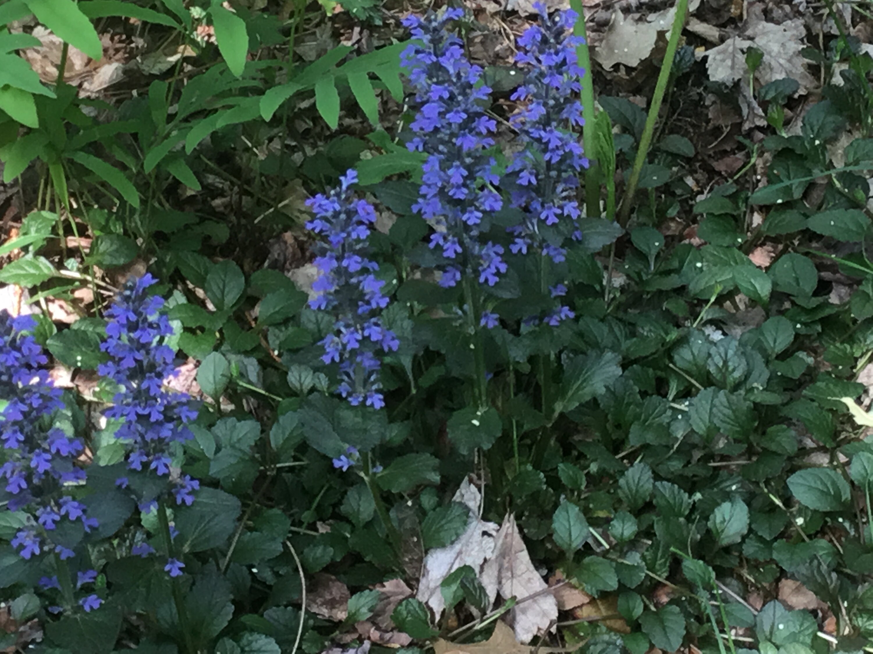 Ajuga Variegated Green Leaves. Great Perennial Ground Cover. Bareroot ...