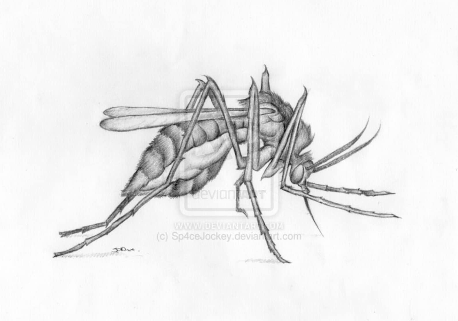 Insect Art-mutant Mosquito Pencil Drawing Signed HQ A4 Print - Etsy