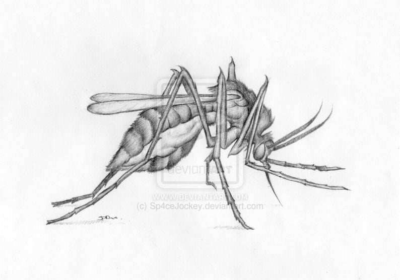 Dessin au crayon de moustique Art-Mutant insecte signé HQ A4 imprimer ...