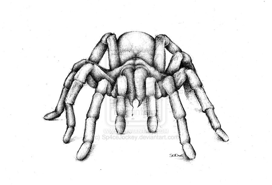 King Baboon Tarantula Pencil Drawing Signed HQ A4 Print - Etsy UK