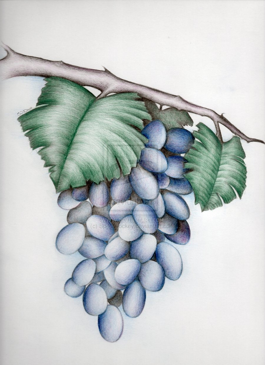Pencil Drawing Of Grapes