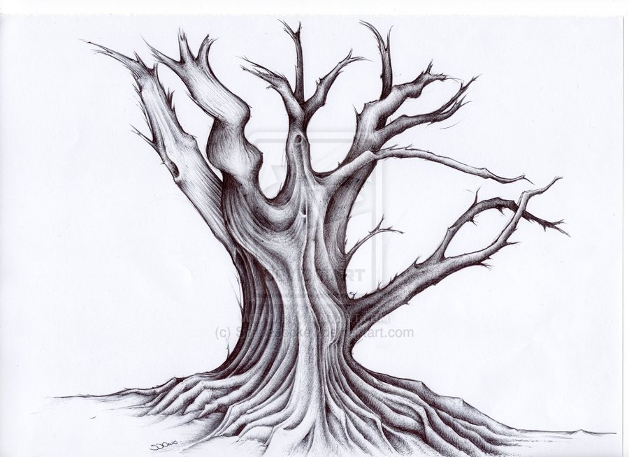 Big Old Tree Drawing