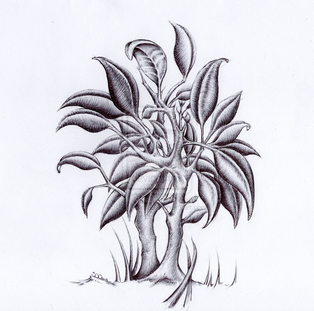 Leaves Plant Art Ink Drawing Signed High Quality A4 Print - Etsy