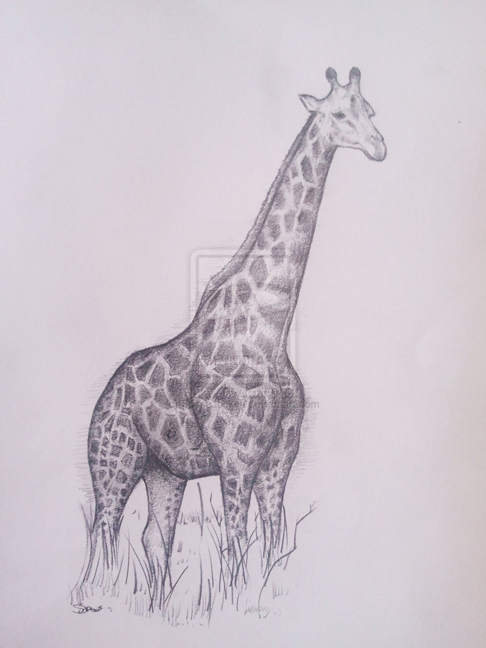 Giraffe Art Pencil Drawing High Quality Signed A4 Print (frame Not ...
