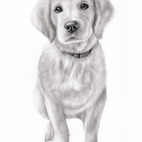 Dog Pencil Drawing - Etsy