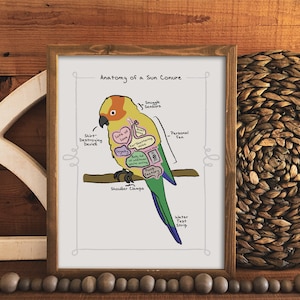 Anatomy of a Sun Conure | Wall Art | Unframed Print - Etsy