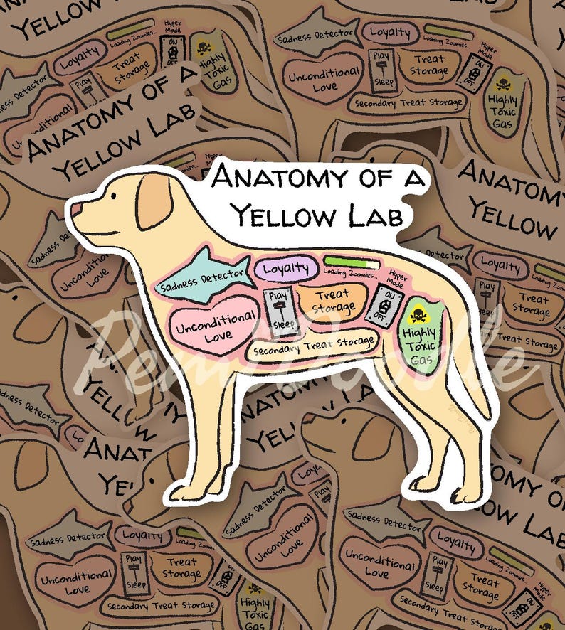 Anatomy of a Yellow Lab Sticker | Funny Dog Gift - Etsy