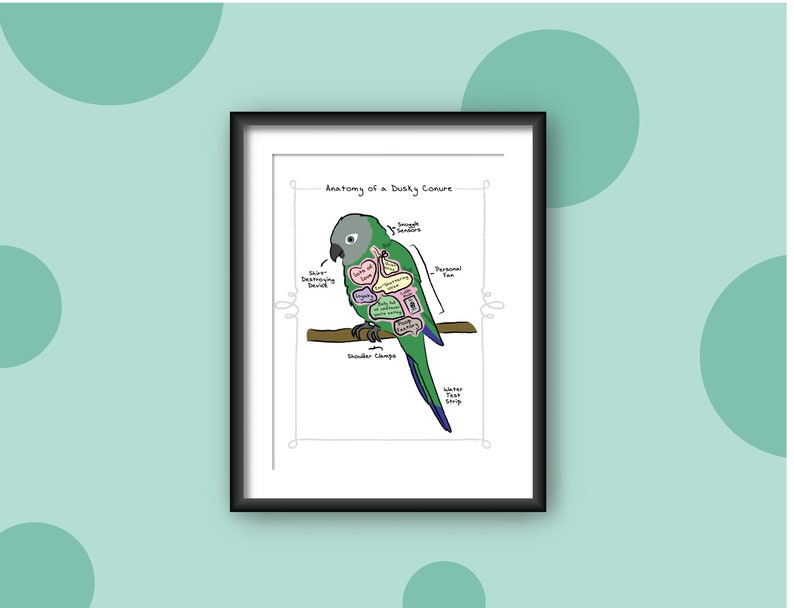 Anatomy of a Dusky Conure Wall Art Unframed Print - Etsy