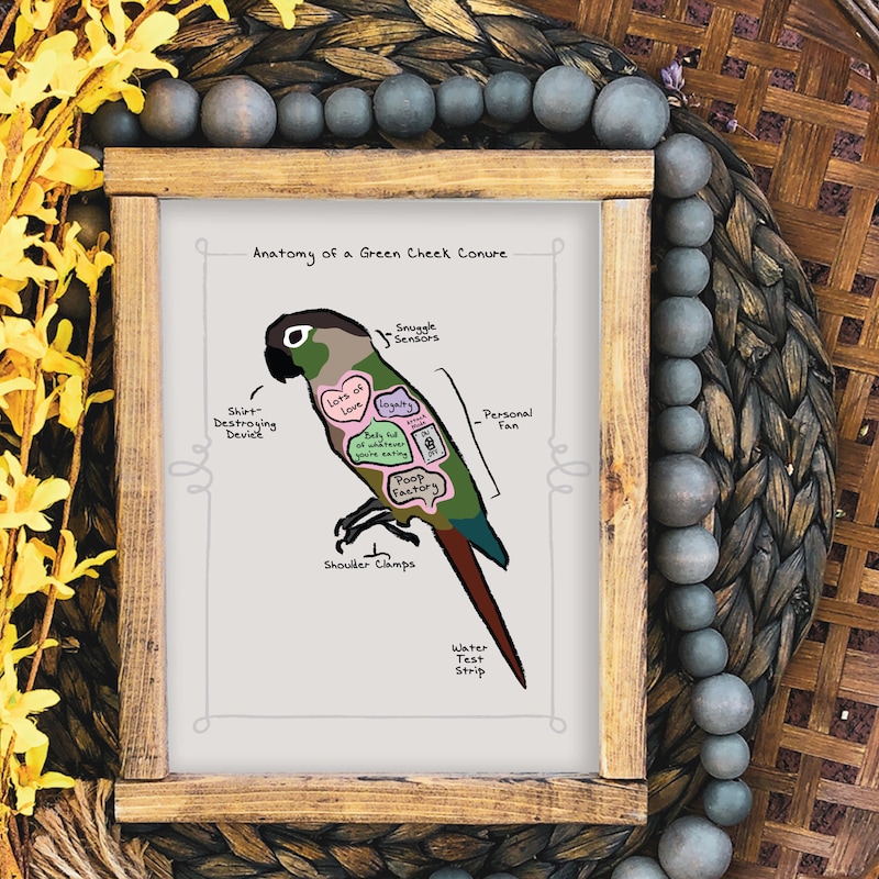 Green Cheek Conure - Etsy