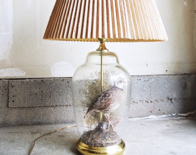 Vintage Taxidermy Quail Lamp - the Wildlife Collection in Kingsville TX ...