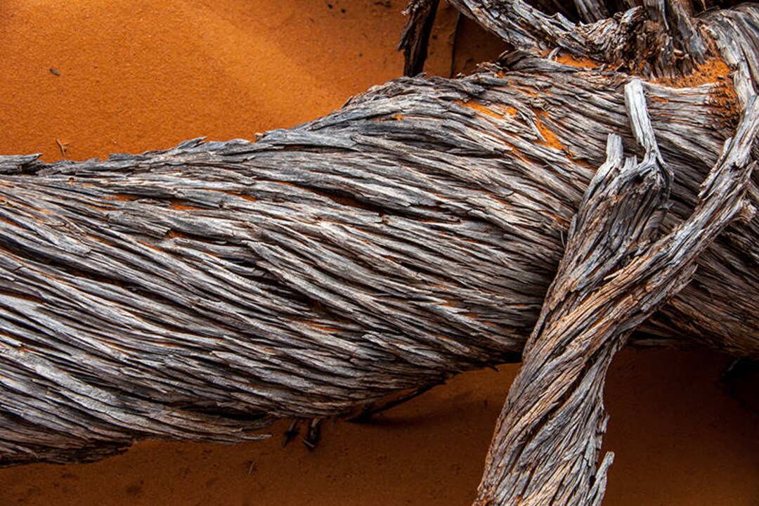 Tree Art, Southwest Photograph, Orange Desert Sand, Utah Landscape ...