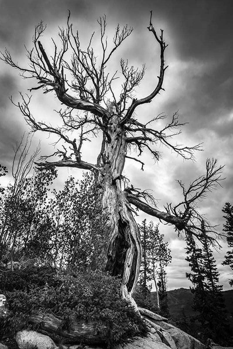 Wicked Old Tree, Halloween, Haunted Forest, Spooky Photo, Mysterious ...