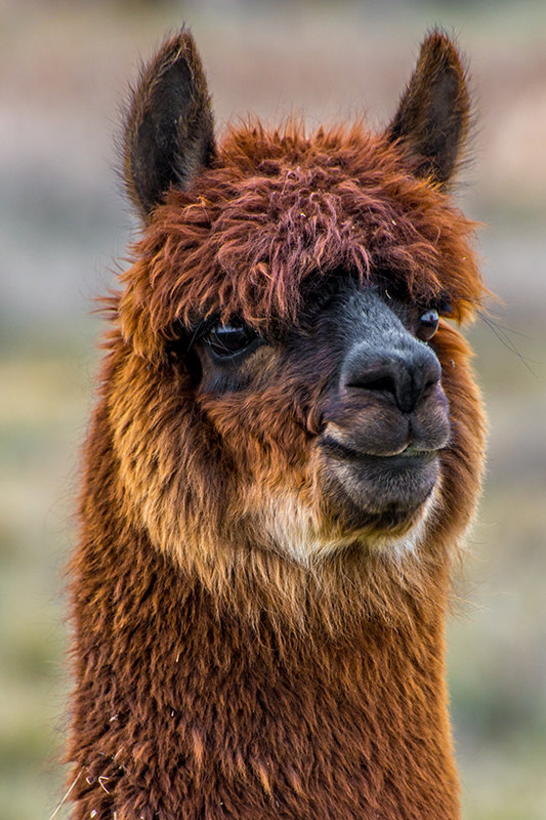 Alpaca Print, Nursery Animal Print, Nursery Decor, Alpaca Portrait ...